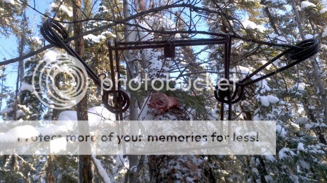 Canadian Trappers Talk Forum • View topic - Lynxtrapper243 trapping ...