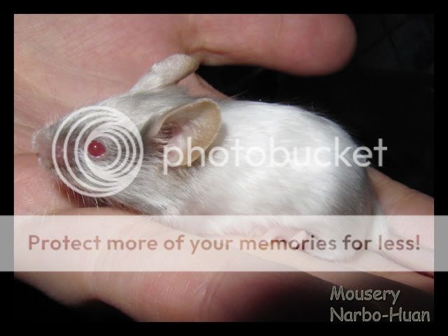 Post your pics of banded mice? | Pet Mice Forum