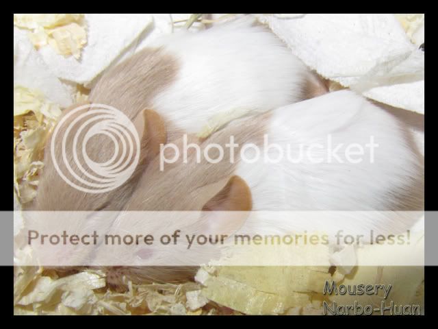 Post your pics of banded mice? | Pet Mice Forum