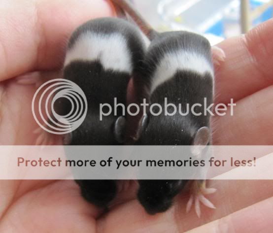 Post your pics of banded mice? | Pet Mice Forum