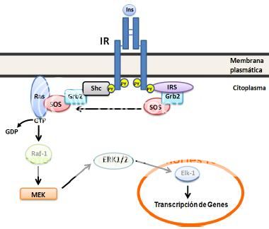 MAP Quinasa Quinasa 3