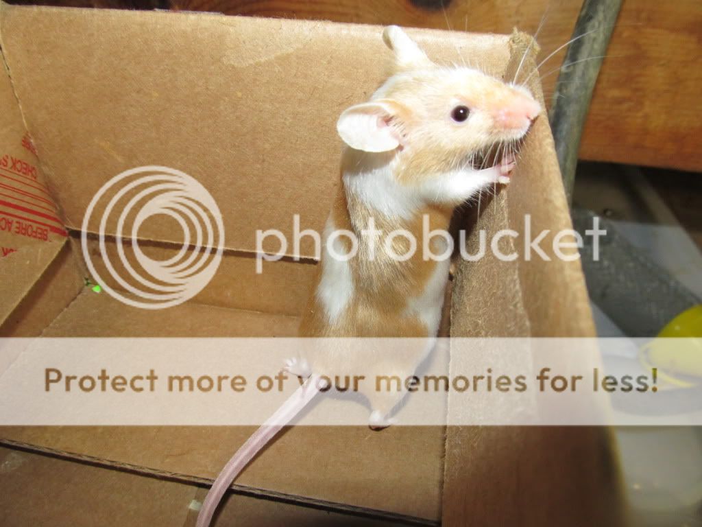 satin? | Pet Mice Forum