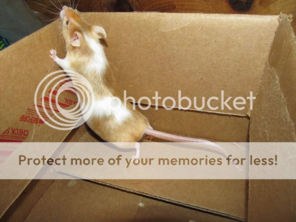 satin? | Pet Mice Forum