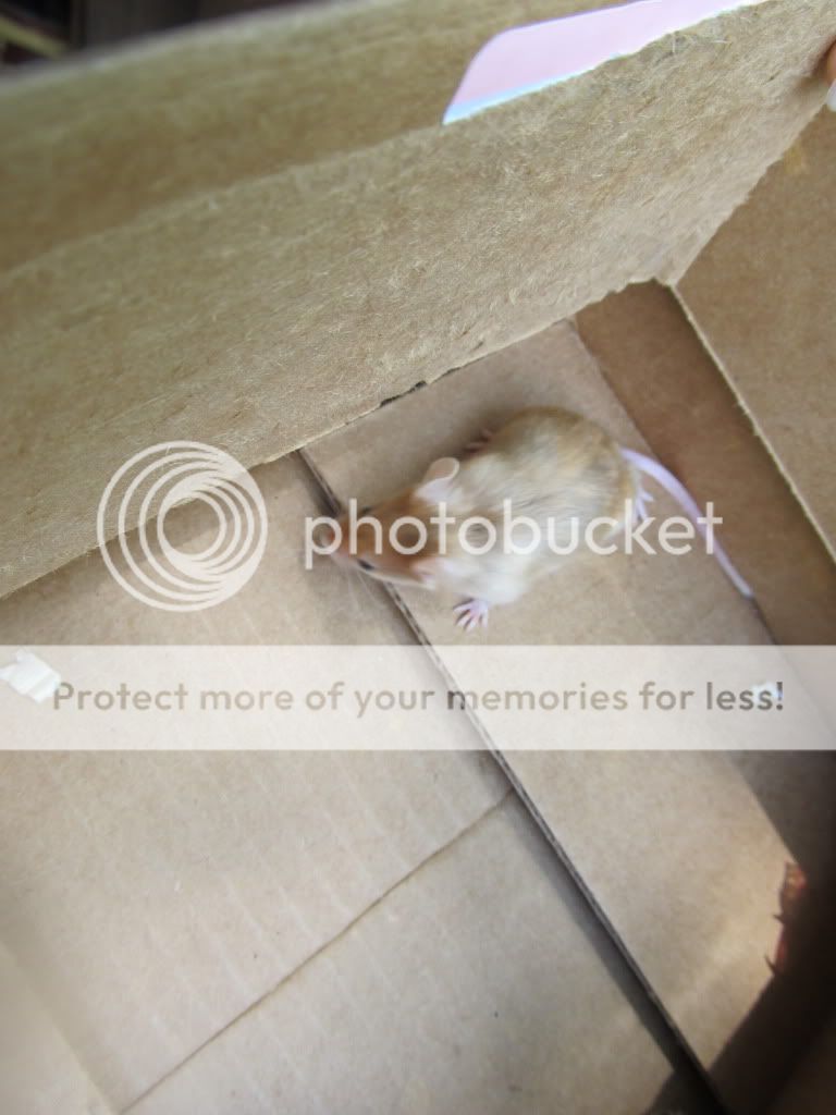 satin? | Pet Mice Forum