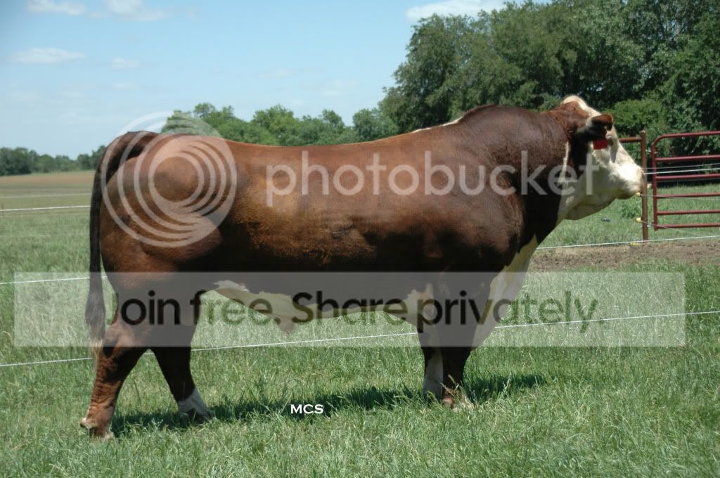 Victor 719T | CattleToday.com - Cattle, Cow & Ranching Community