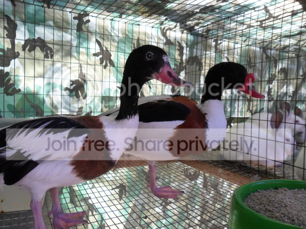 European Shelducks | BackYard Chickens - Learn How to Raise Chickens
